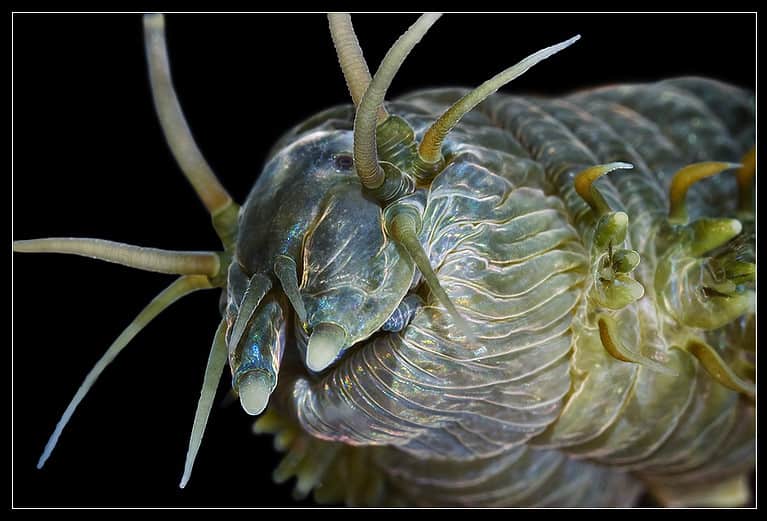 Sandworm Animal Facts - A-Z Animals