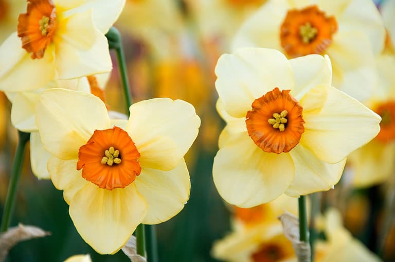 10 Types of Small-Cupped Daffodils - A-Z Animals