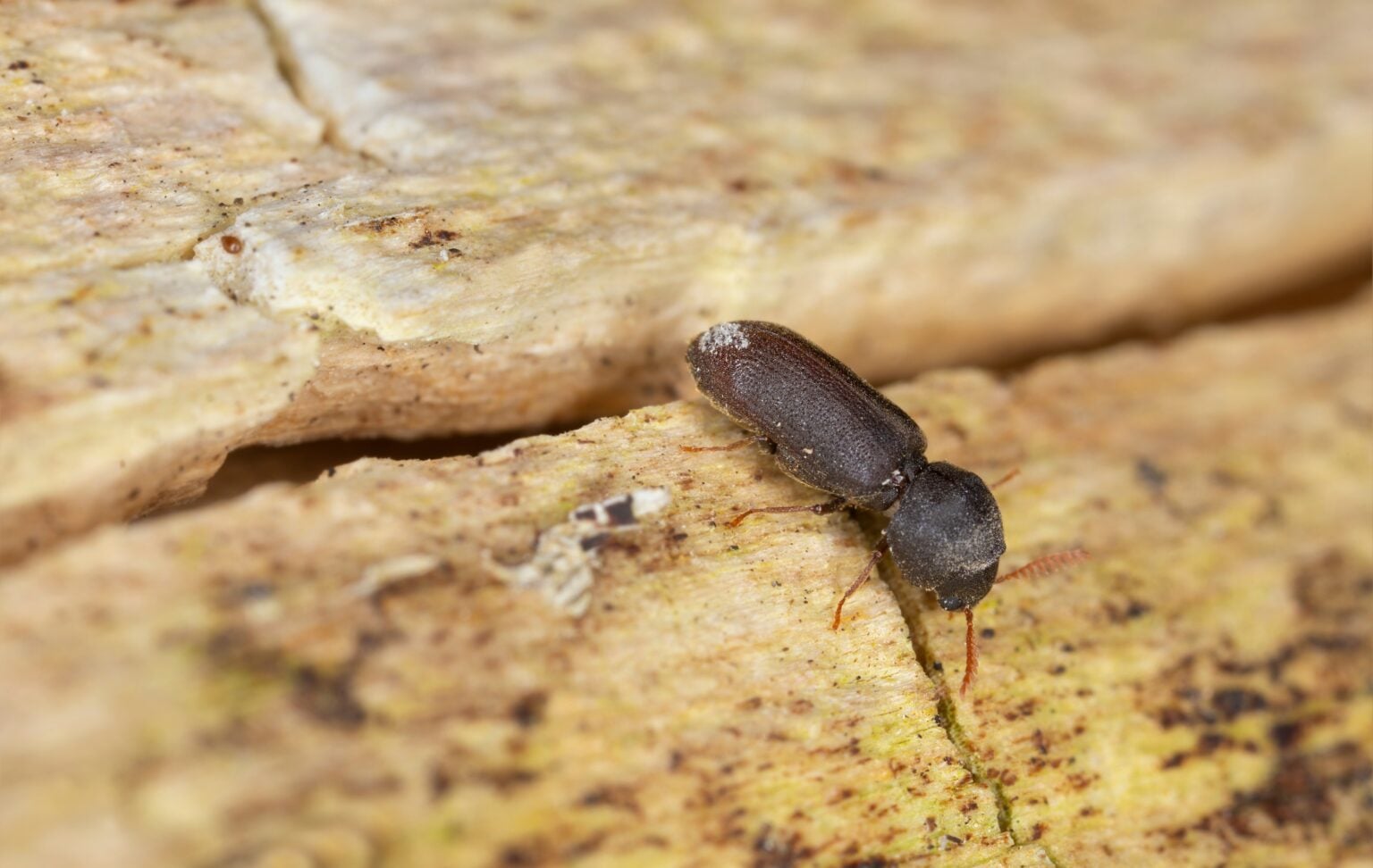 Ten Beetles Native to Washington - A-Z Animals