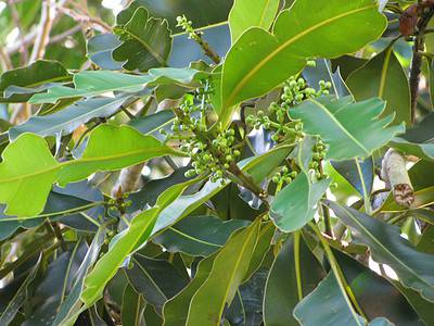 8 Incredible Trees Native to Thailand - A-Z Animals
