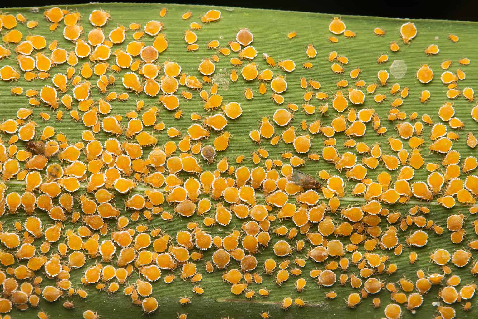 Aphid Predators: What Eats Aphids? - A-Z Animals