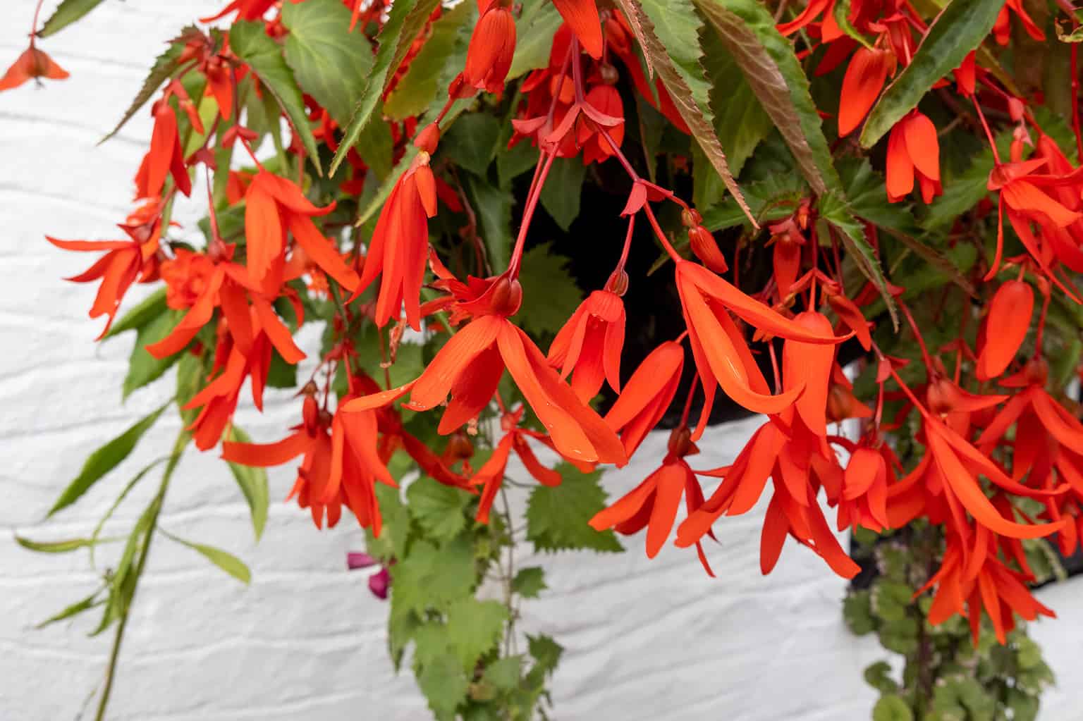 Hummingbirds Love These Plants Suitable for Hanging Baskets - A-Z ...