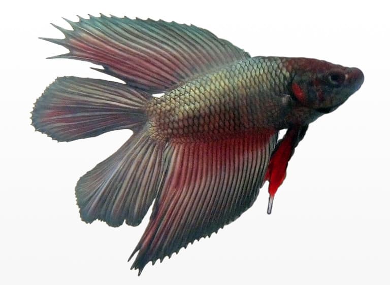 Discover 9 Types Of Fighter Fish - A-Z Animals