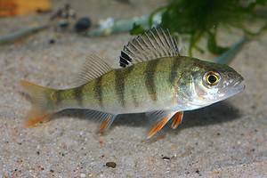 Discover All Types Of Perch Fish - A-Z Animals