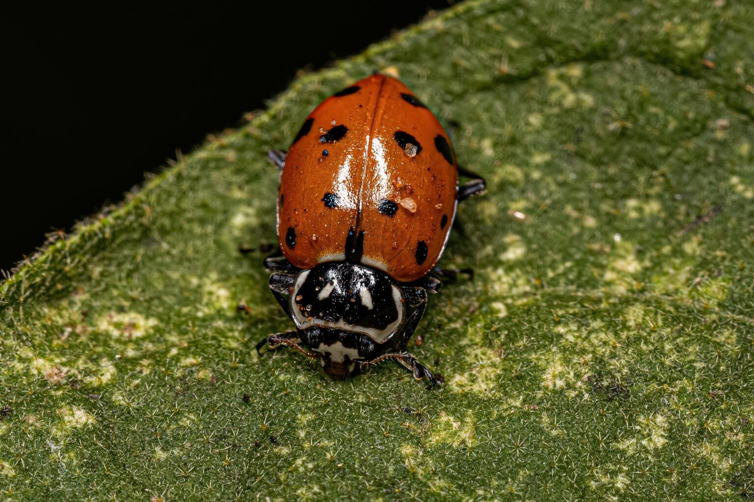 Ten Beetles Native to Washington - A-Z Animals