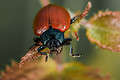 Ten Prominent Beetles Native to Arizona - A-Z Animals