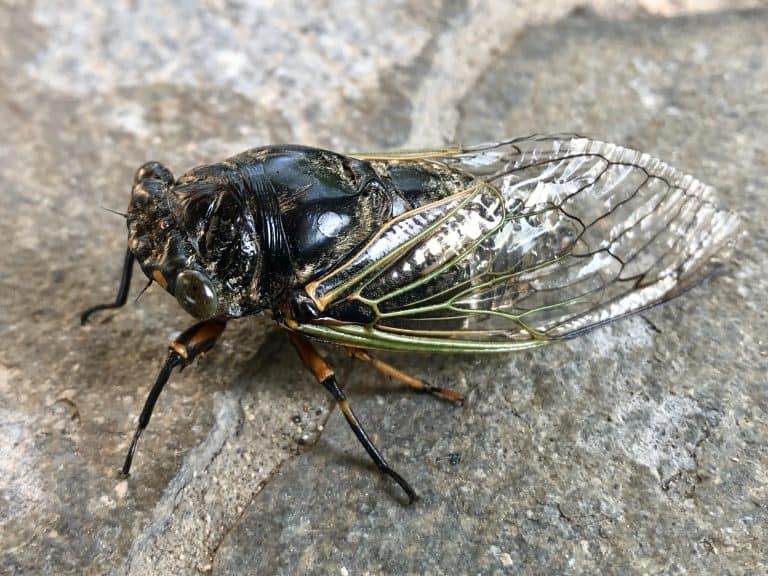 The 5 Largest Cicadas in the World - A-Z Animals