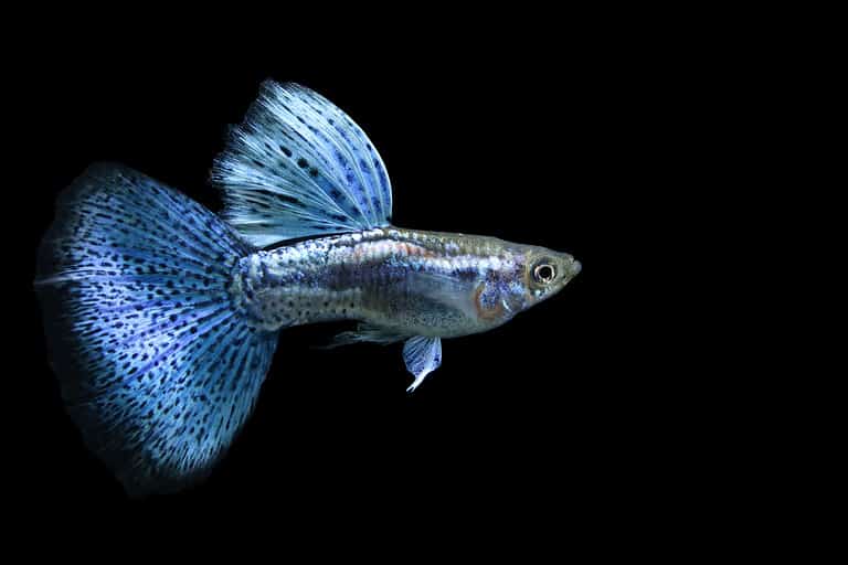 20 Beautiful Types Of Guppy Fish - A-Z Animals