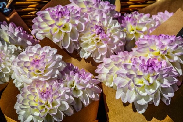 Types Of Double Bloom Flowers - A-Z Animals