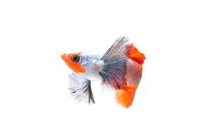 20 Beautiful Types Of Guppy Fish - A-Z Animals