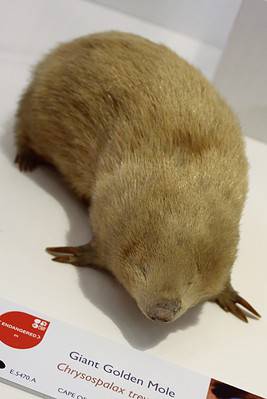 Golden Mole Animal Facts - Chrysochloridae - A-Z Animals