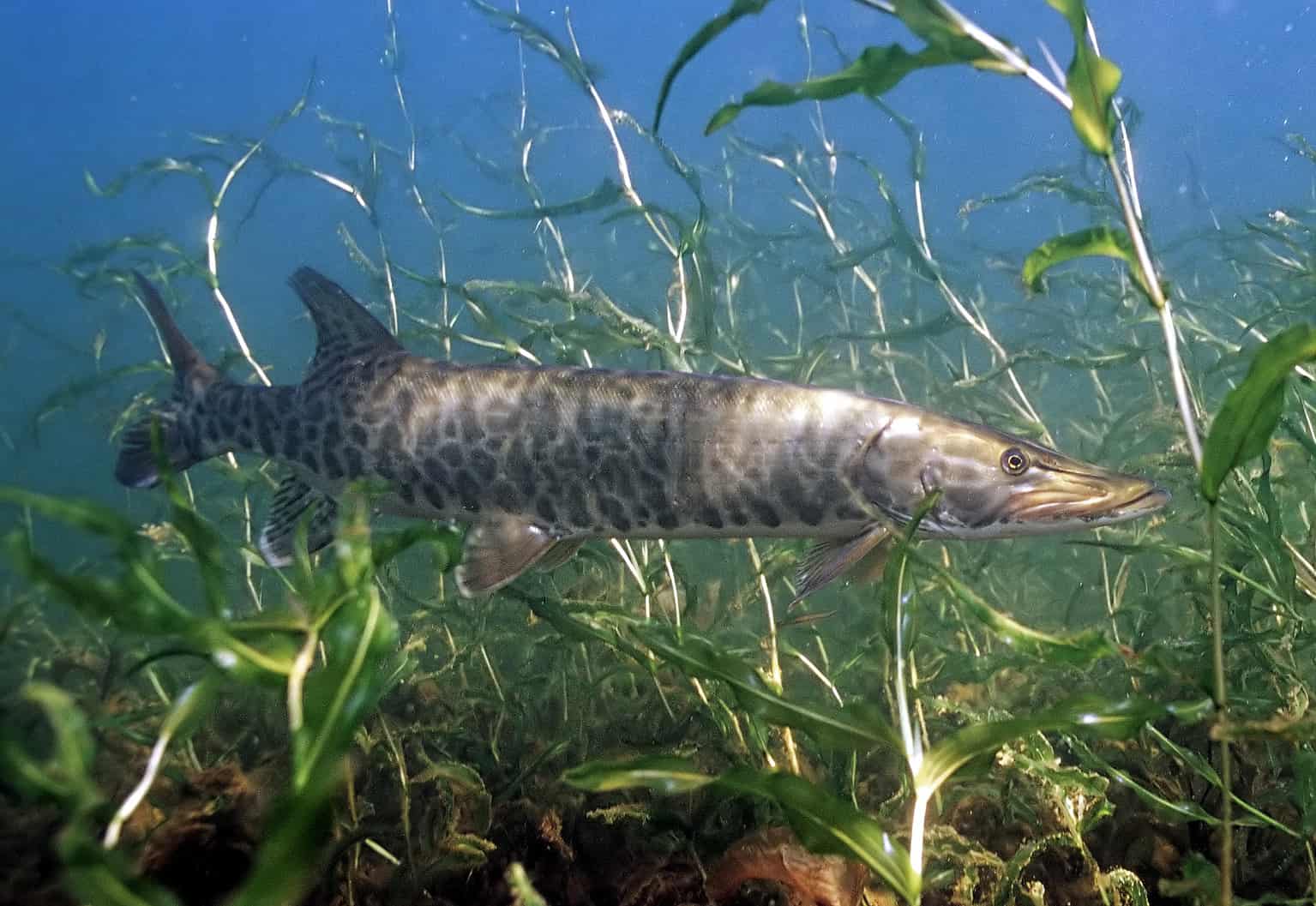 Musky Size Comparison: Just How Big Do They Get? - A-Z Animals