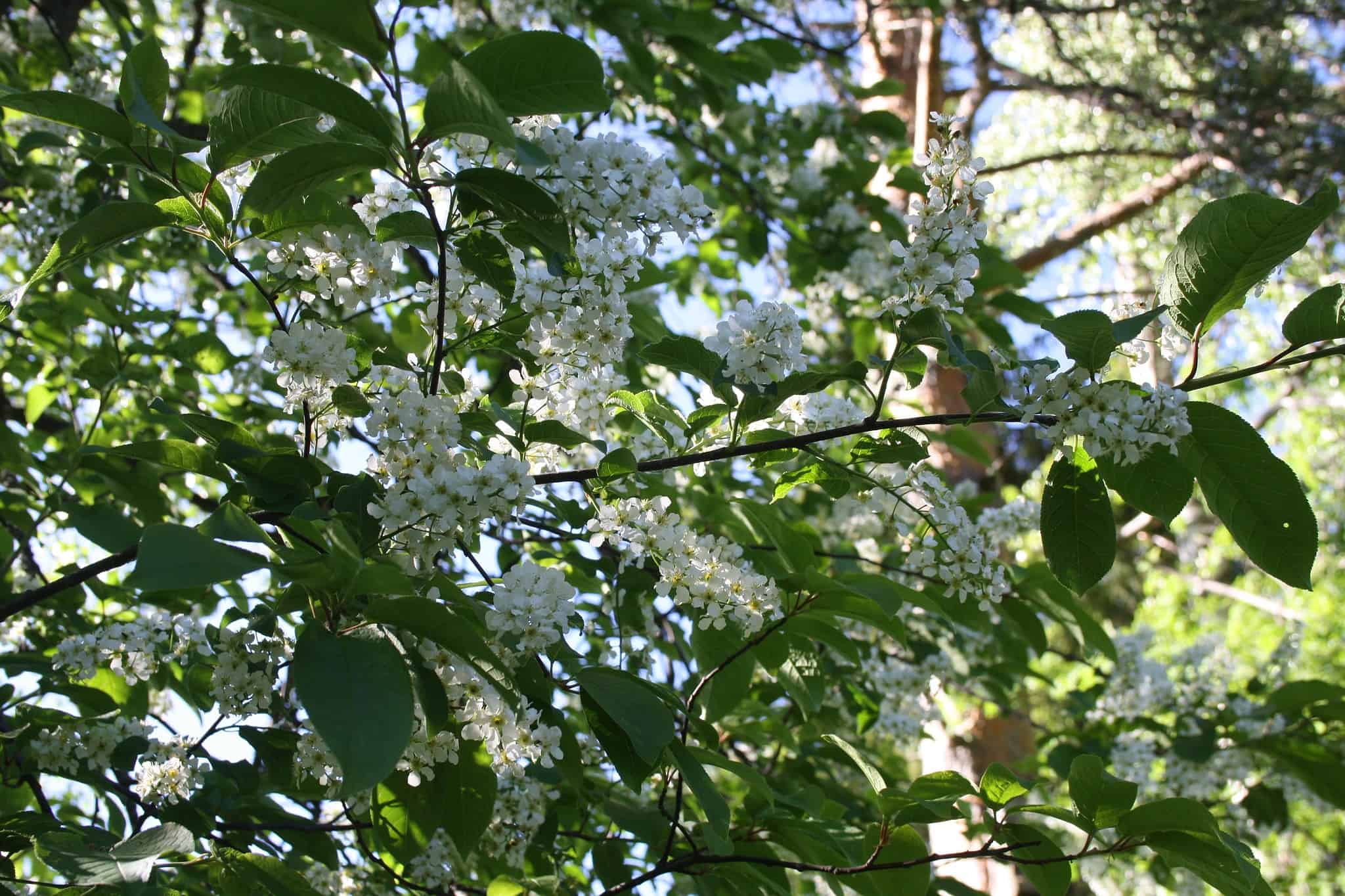 10 Essential Trees Native to Ireland - A-Z Animals