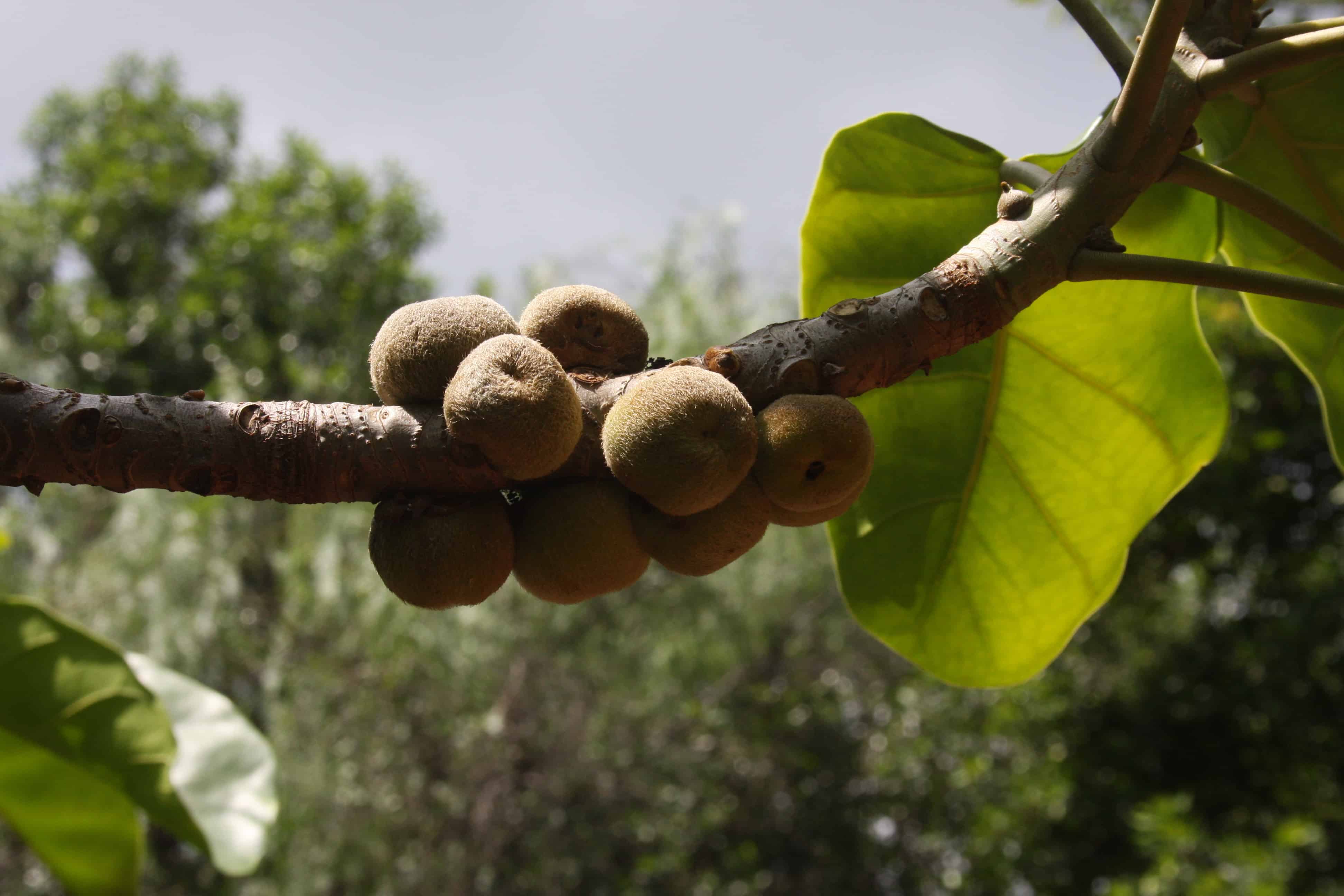 Do Fiddle Leaf Fig Plants Produce Fruit? - A-Z Animals