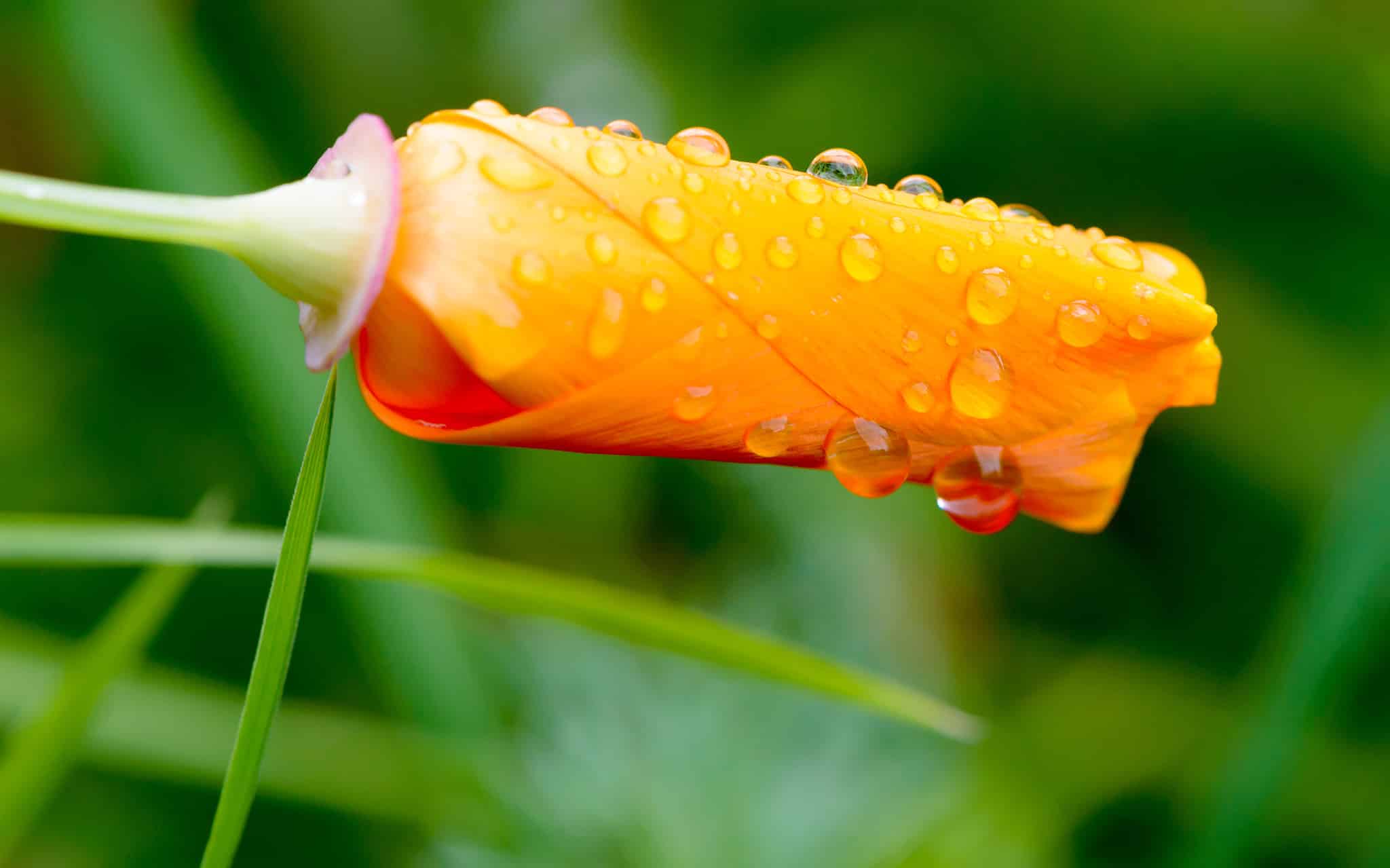 Discover the Official State Flower of California (When It Blooms and ...