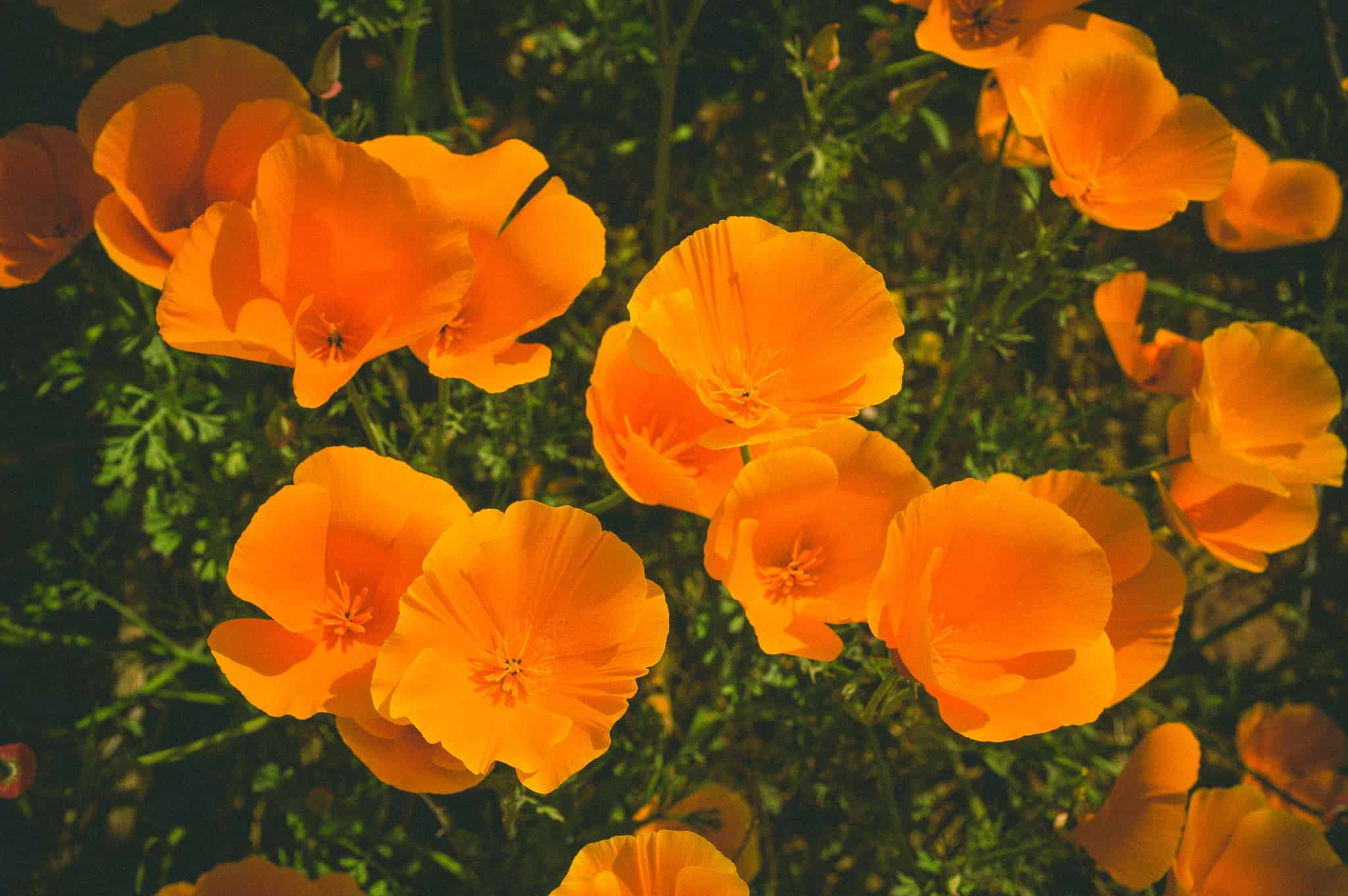 Discover the Official State Flower of California (When It Blooms and ...