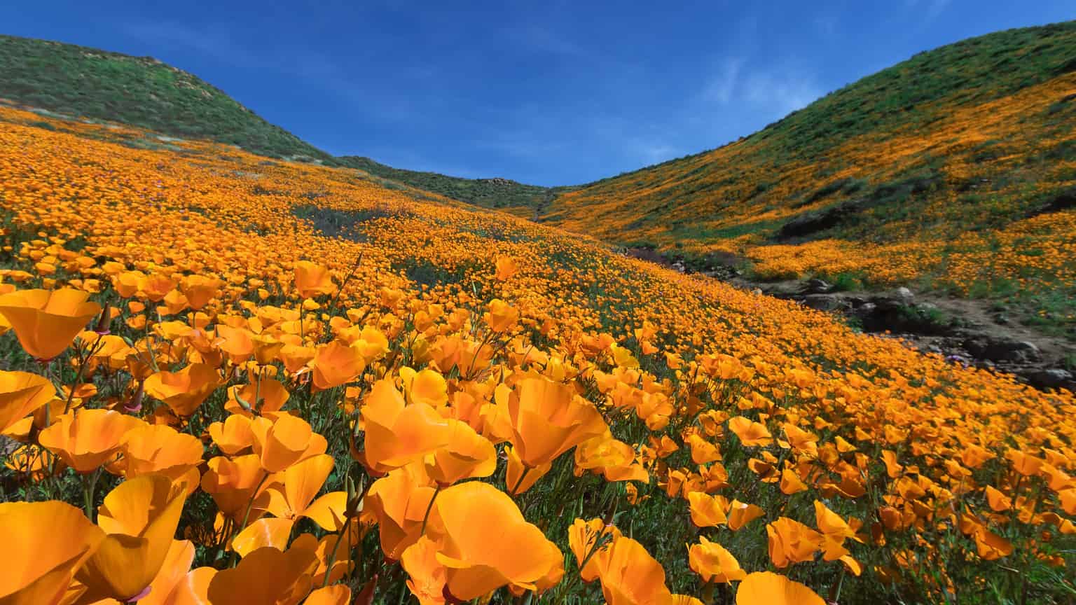 Discover the Official State Flower of California (When It Blooms and ...