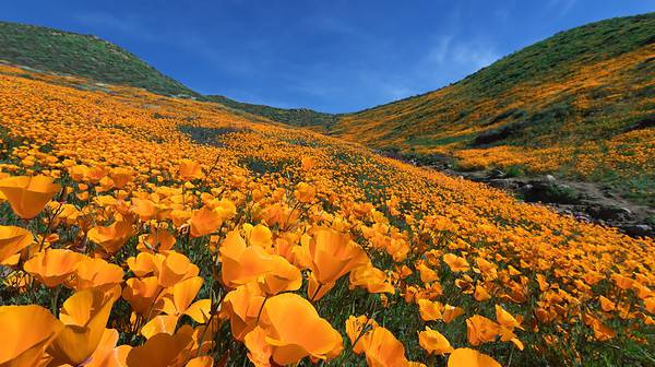 Discover the Official State Flower of California (When It Blooms and ...