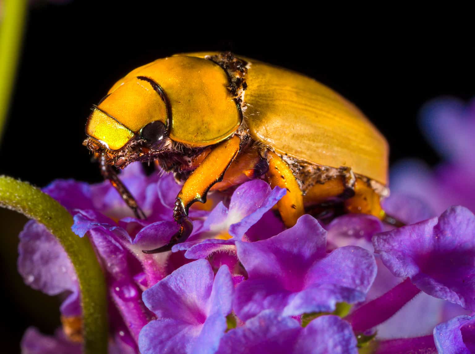 Ten Beetles Living In Tennessee - A-Z Animals