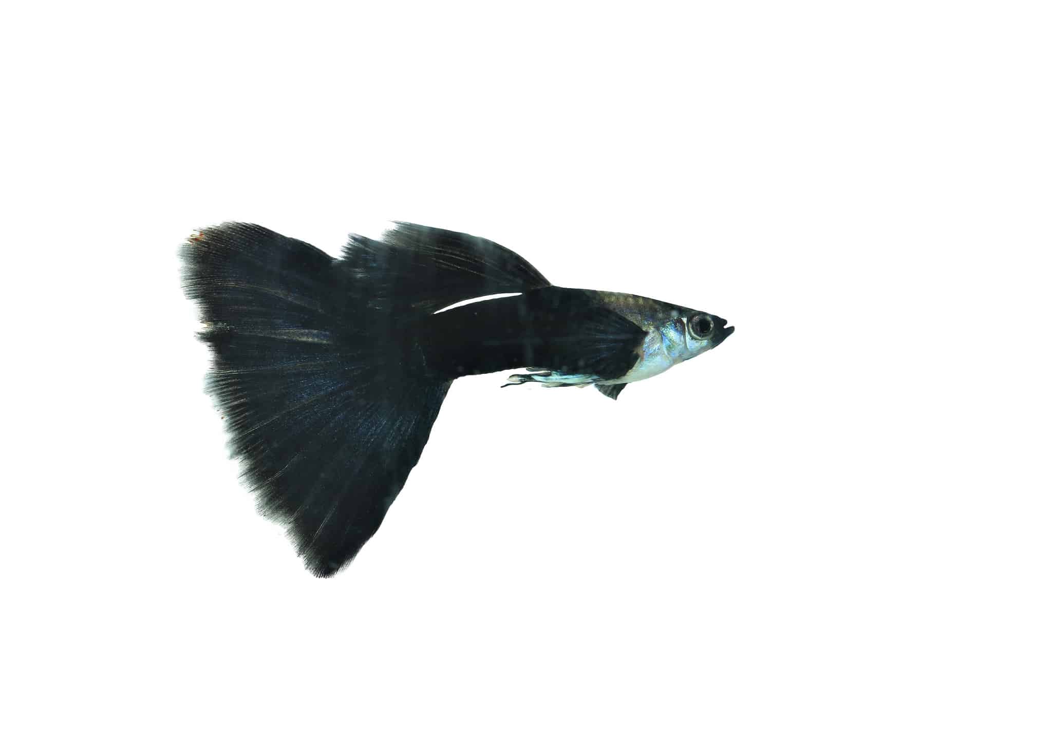 20 Beautiful Types Of Guppy Fish - A-Z Animals