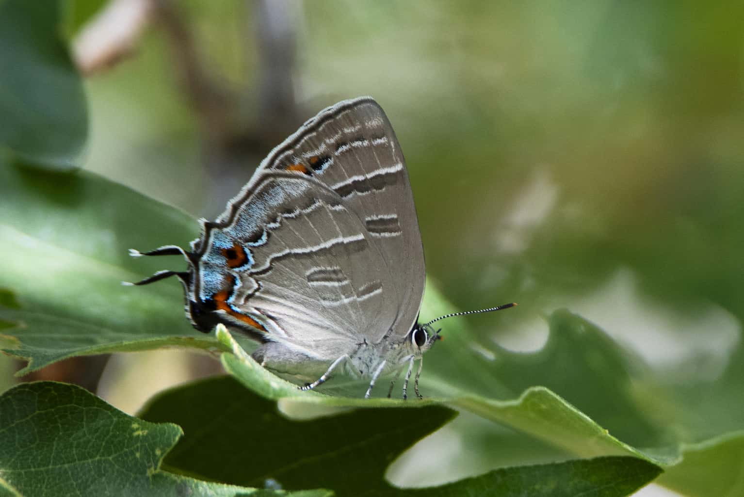 The Complete List of Every Official US State Insect Symbol (With ...