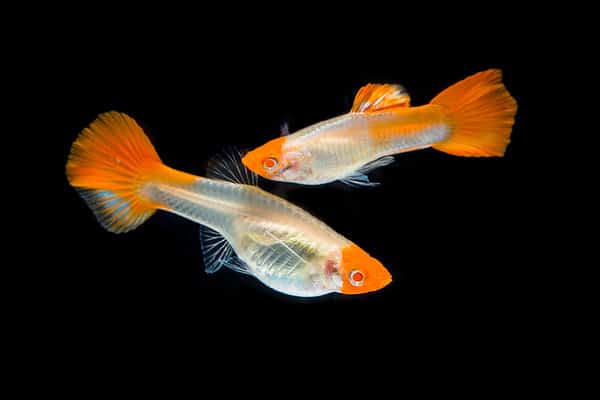 20 Beautiful Types Of Guppy Fish - A-Z Animals