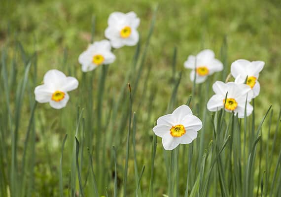 Discover These 9 Rare Types of Daffodils - A-Z Animals