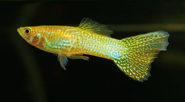 20 Beautiful Types Of Guppy Fish - A-Z Animals