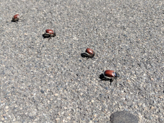 Ten Beetles Native to Washington - A-Z Animals