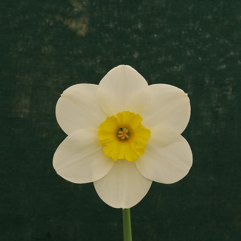 The 13 Daffodil Divisions, Explained - A-Z Animals