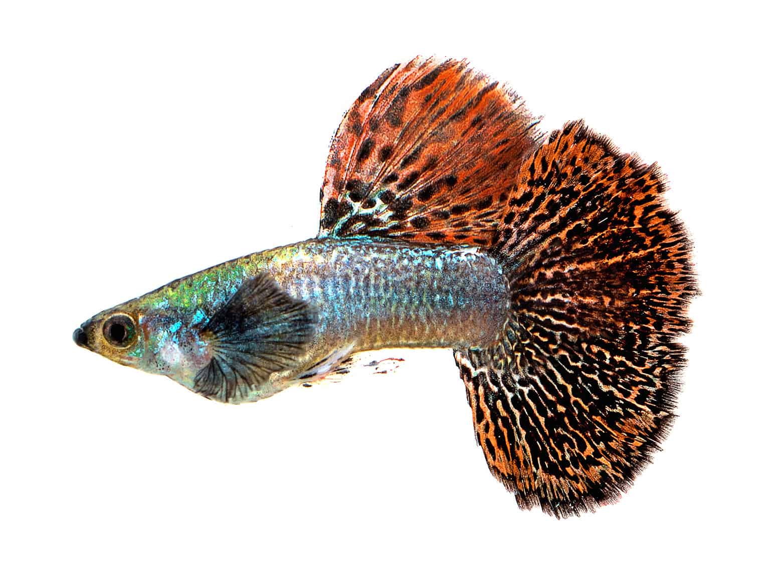 20 Beautiful Types Of Guppy Fish - A-Z Animals