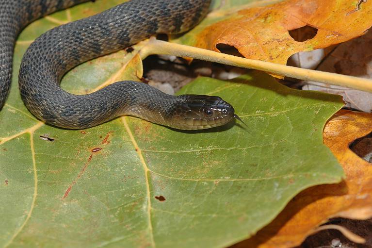 Green Water Snakes: Are They Dangerous and Where Do They Live? - A-Z ...