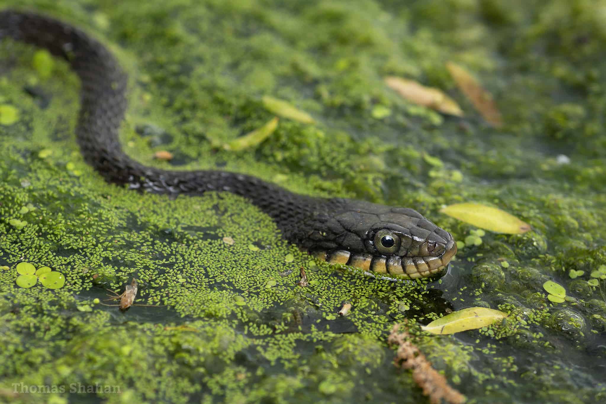 Discover 8 Texas Snakes Lurking In and Around the Trinity River - A-Z ...
