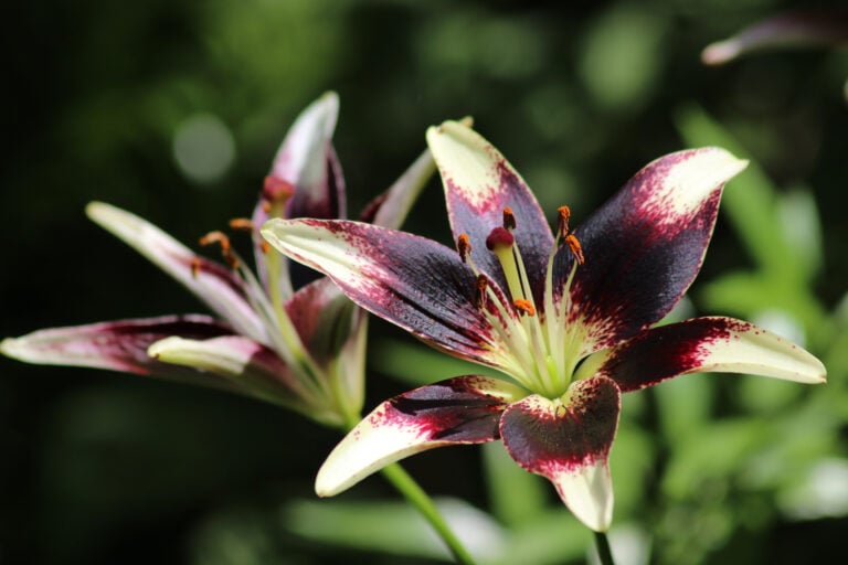 16 Types Of Black Lilies