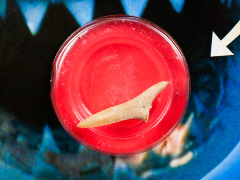 The 8 Best Children's Books About Sharks Available Today - A-Z Animals