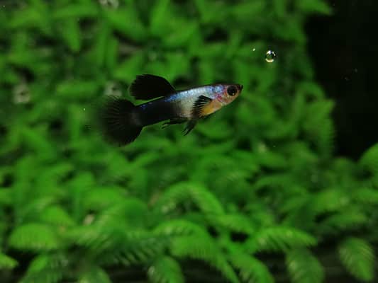 10 Essential Facts About Guppies - A-Z Animals