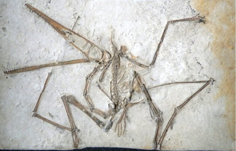This Prehistoric Transylvanian Flying Predator Was Stunning - A-Z ...