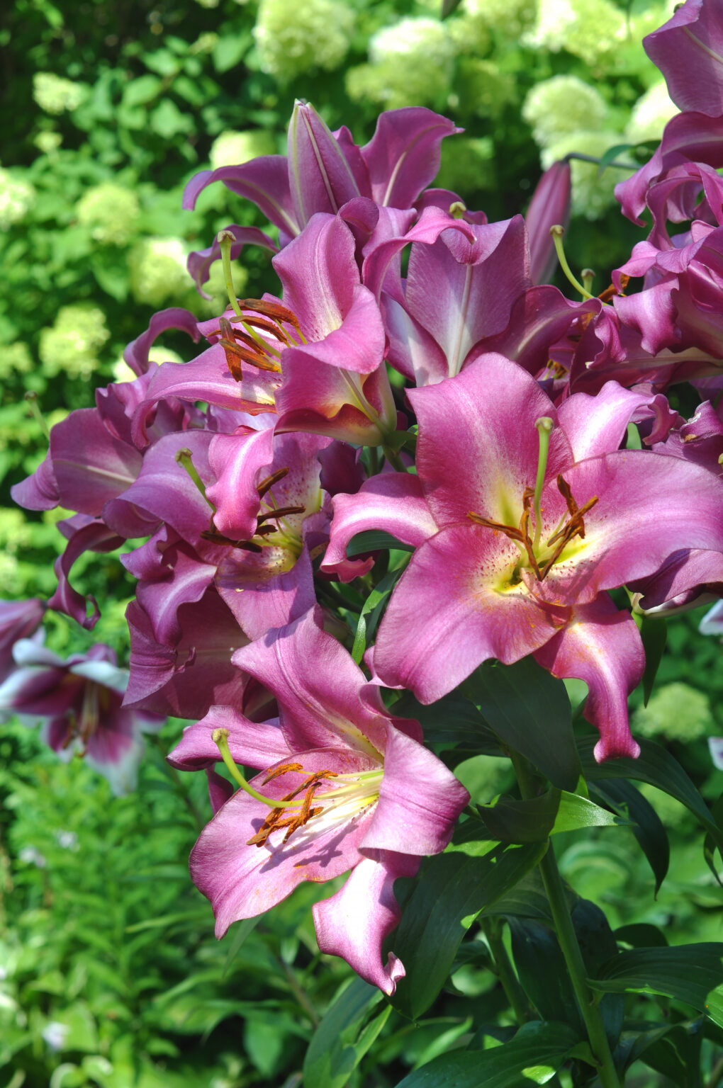 7 Types of Purple Lilies - A-Z Animals