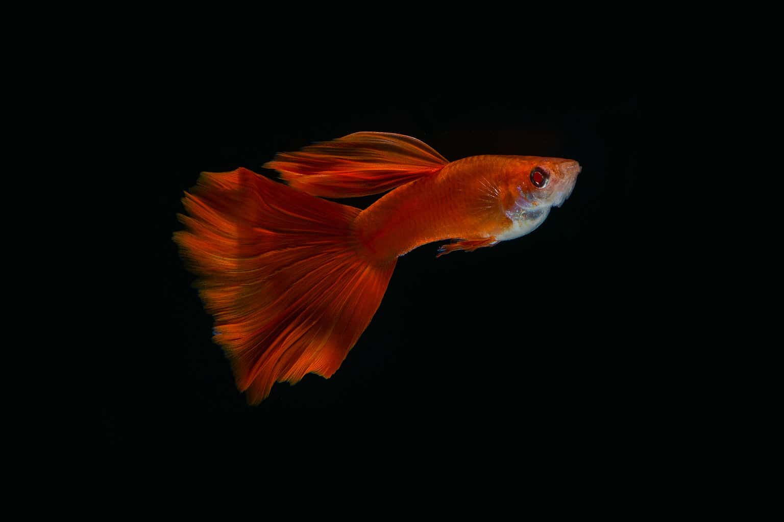 13 Ideal Tank Mates to Pair With Female Betta Fish - A-Z Animals