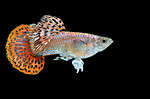 20 Beautiful Types Of Guppy Fish - A-Z Animals