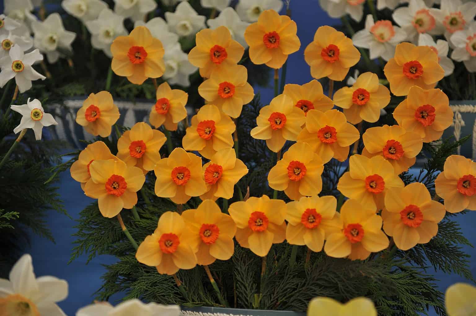 10 Types of Small-Cupped Daffodils - A-Z Animals
