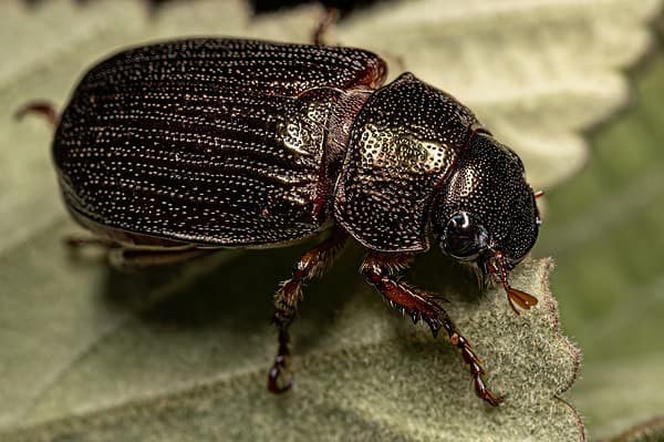 Discover 10 Types of Brown Beetles - A-Z Animals