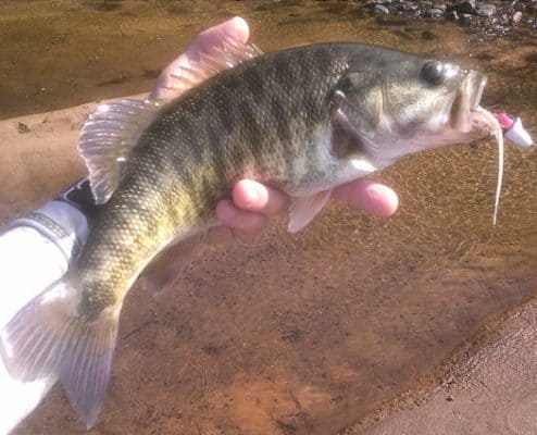 Discover the 15 Official State Animals of Georgia - A-Z Animals