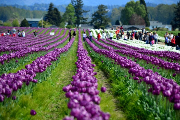Tulip Festivals: What They Are And Where To Attend