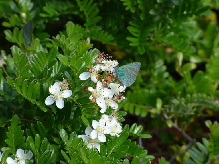Discover 13 Stunning Butterflies That Live in Hawaii - A-Z Animals