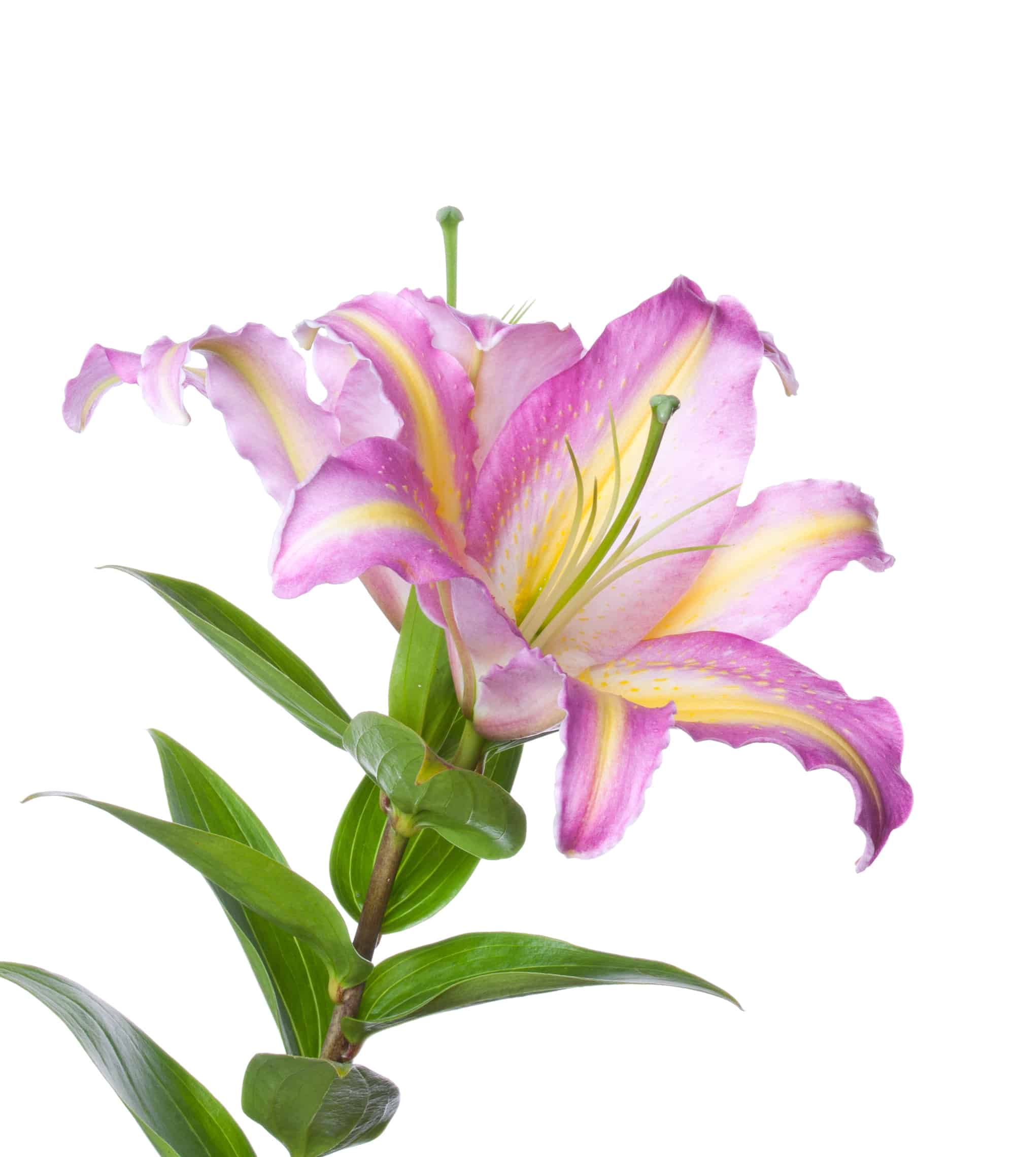 7 Types of Purple Lilies - A-Z Animals