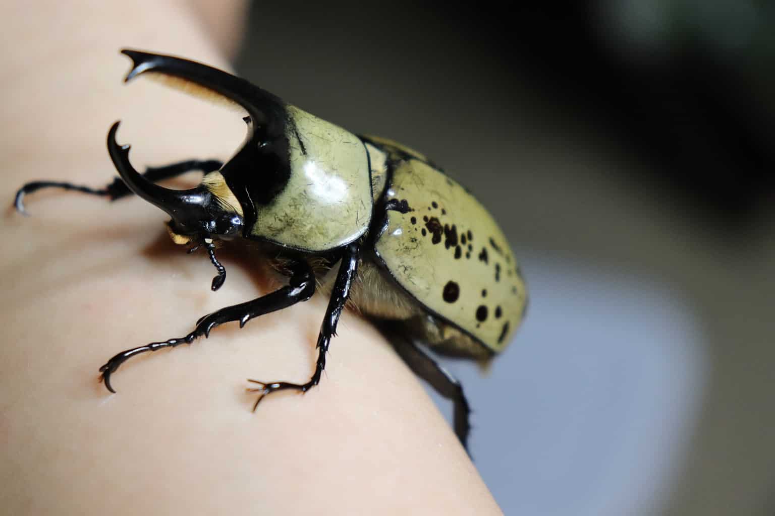 Watch Out for These Top 5 Largest Flying Insects in the United States ...