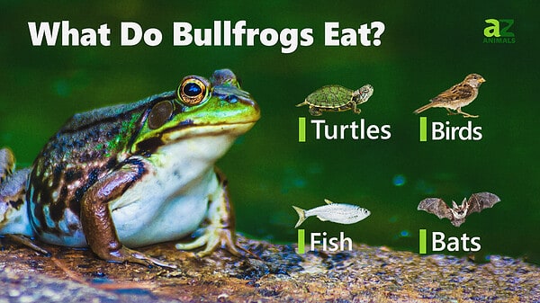 Bullfrog Animal Facts - Lithobates catesbeianus - A-Z Animals