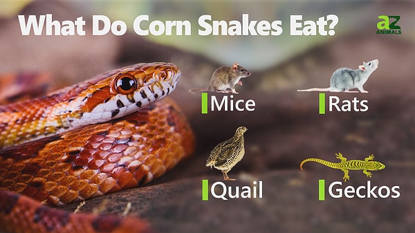 Corn Snake Prices 2024: Purchase Cost, Supplies, Food, and More! - A-Z ...