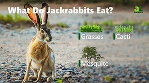 Jackrabbit Animal Facts - Lepus californicus - A-Z Animals
